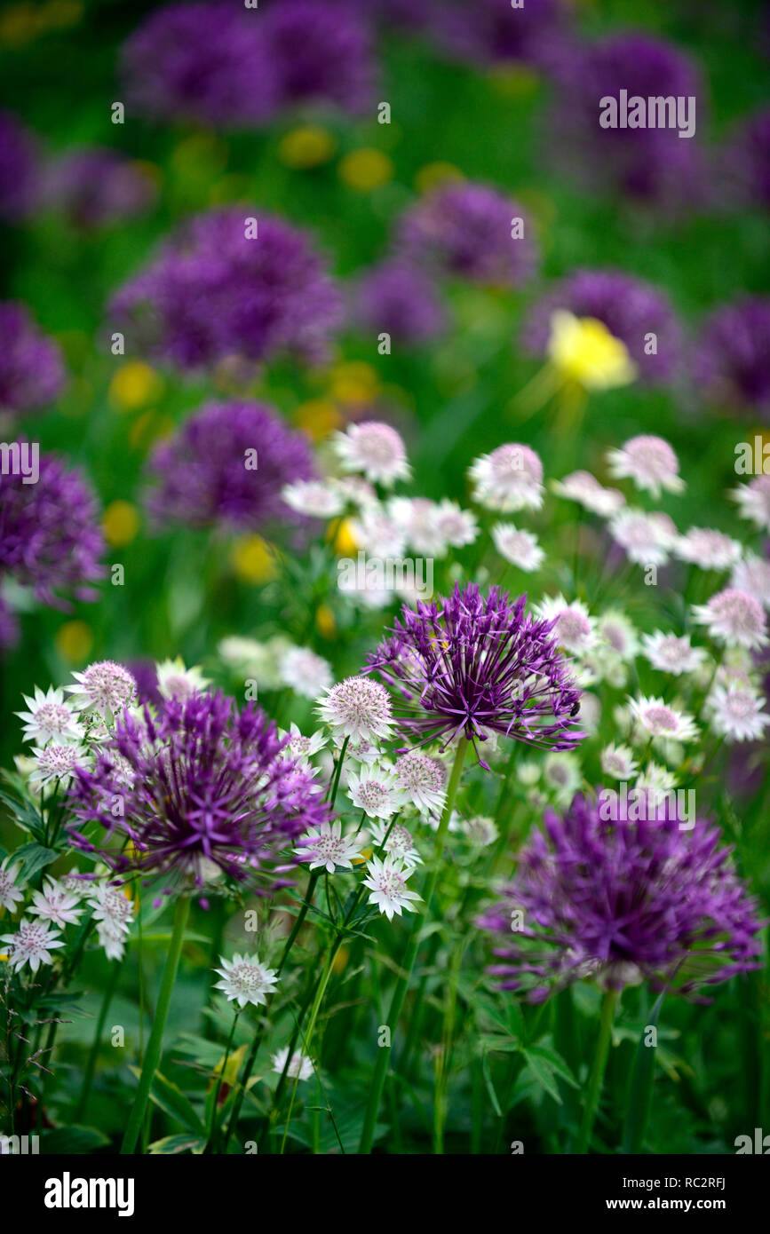Astrantia Bo Ann,Allium Purple Rain,Buttercups,Wildflower meadow,yellow ...