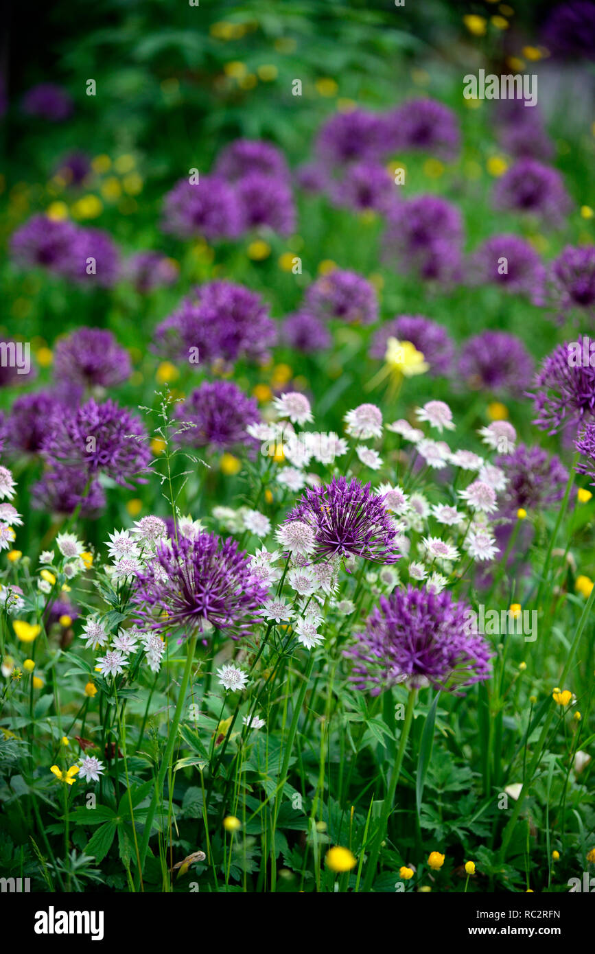 Astrantia Bo Ann,Allium Purple Rain,Buttercups,Wildflower meadow,yellow ...