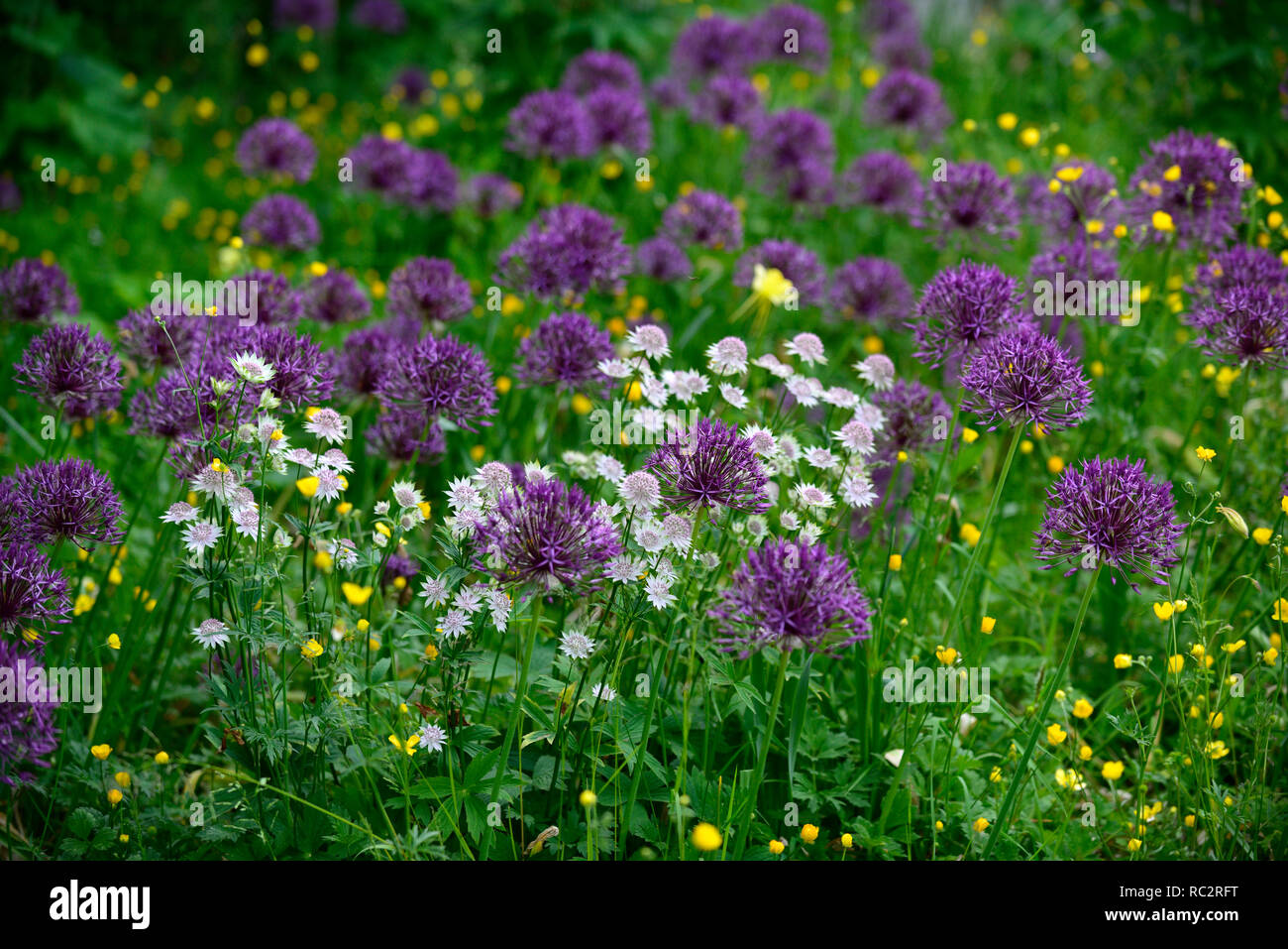 Astrantia Bo Ann,Allium Purple Rain,Buttercups,Wildflower meadow,yellow ...