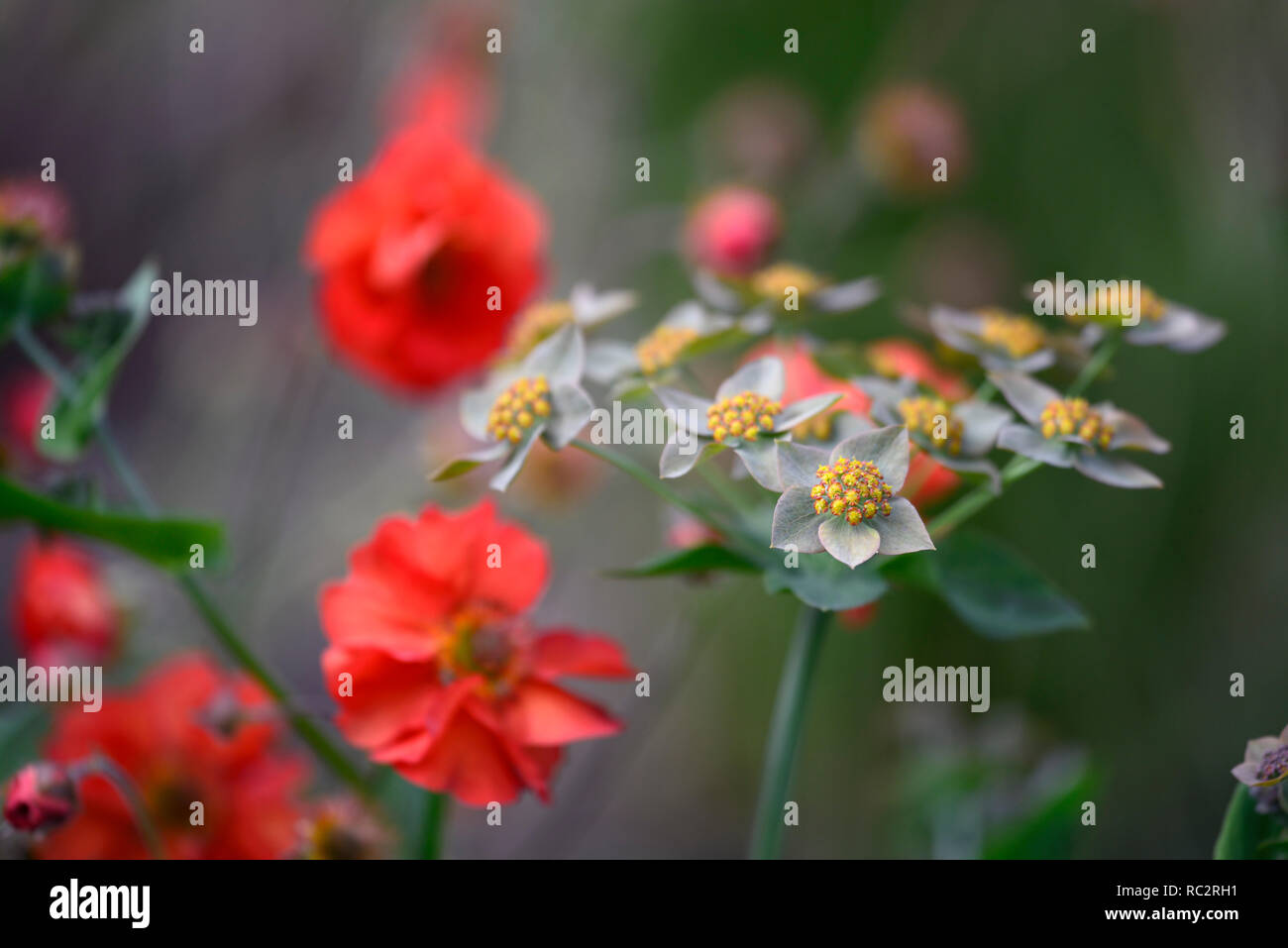 Geum Scarlet Tempest,Bupleurum longifolium Bronze Beauty,umbellifer ...