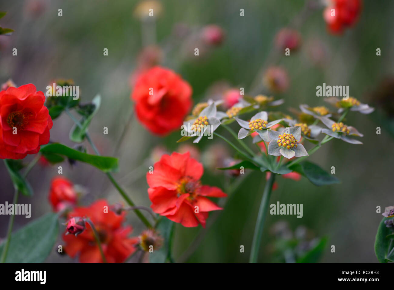 Geum Scarlet Tempest,Bupleurum longifolium Bronze Beauty,umbellifer ...