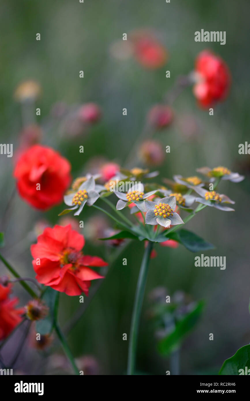Geum Scarlet Tempest,Bupleurum longifolium Bronze Beauty,umbellifer ...