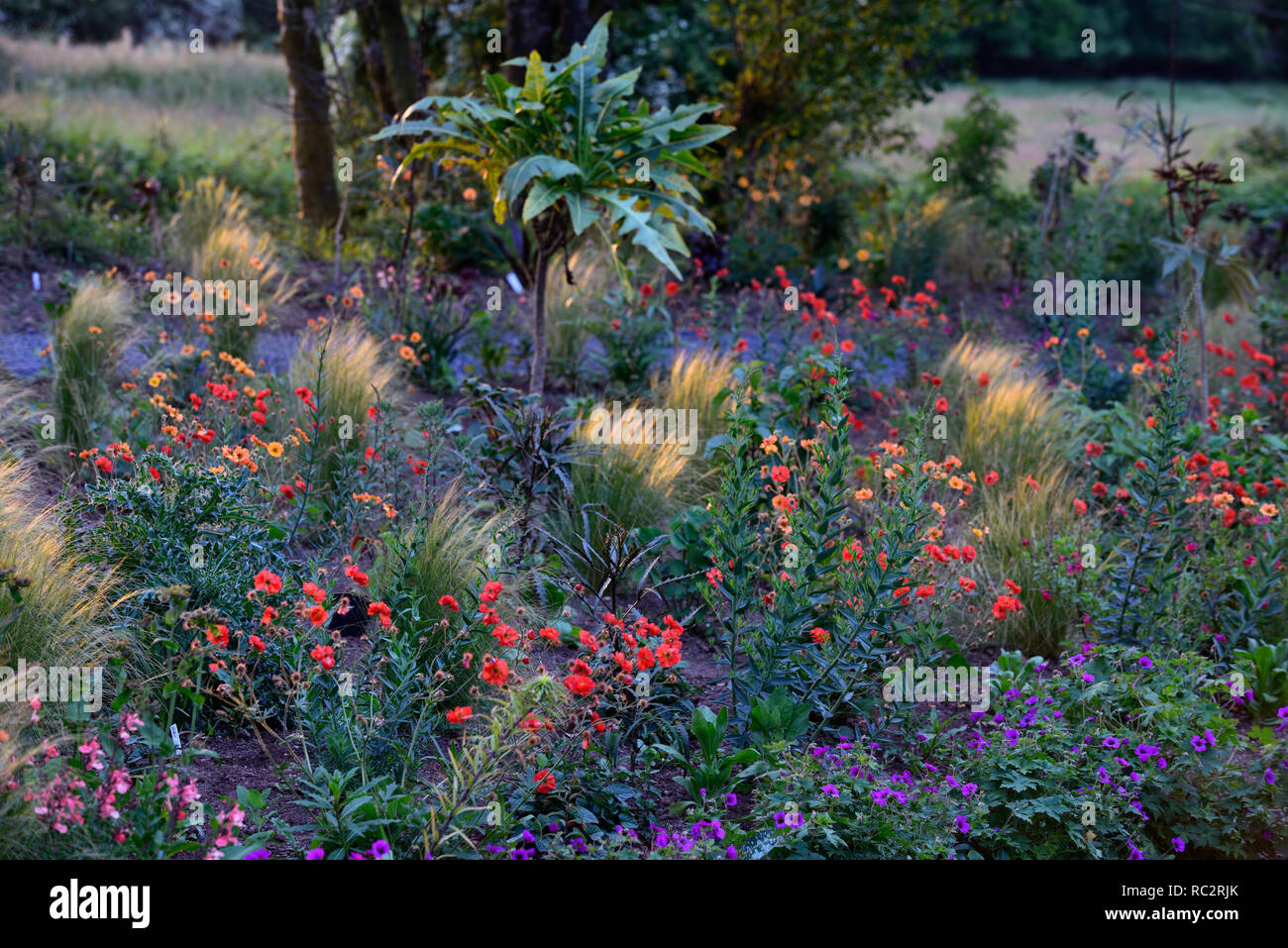 dawn sunlight,sunrise,geum scarlet tempets,geum totally tangerine ...