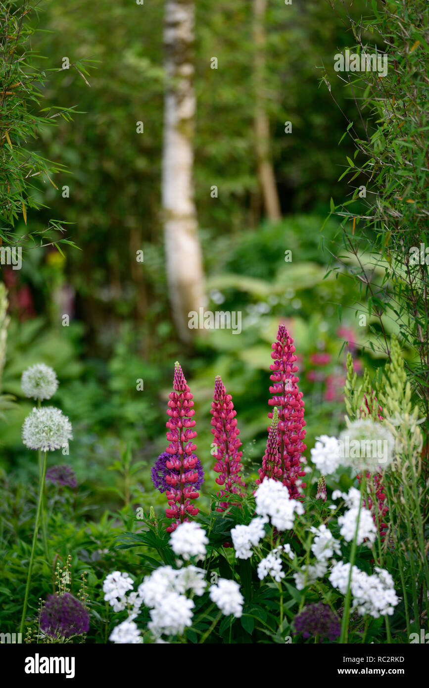 Lupinus masterpiece or purple lupins hi-res stock photography and ...