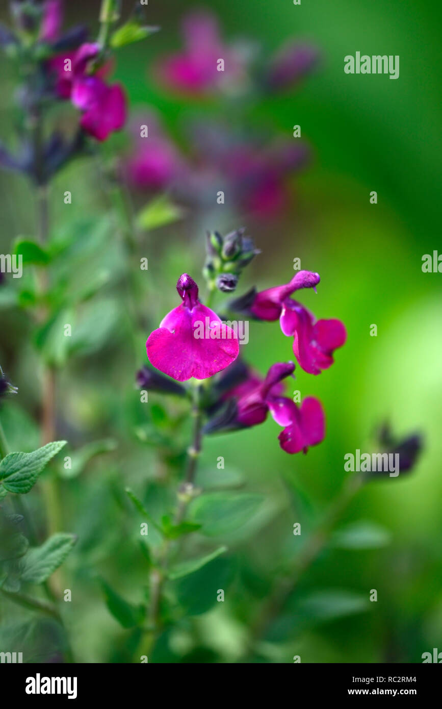 Salvia microphylla Wild Watermelon,pink flowers,flowering,perennial ...