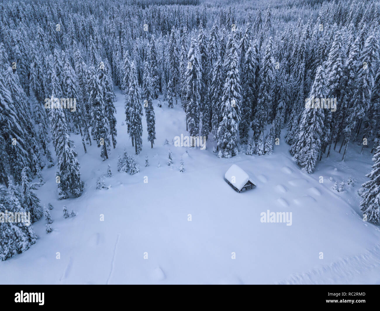 Snow covered winter forest landscape aerial view with pines and ...