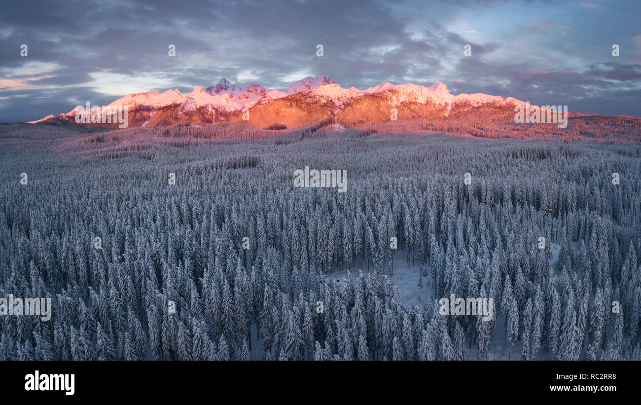 Snow covered winter forest landscape aerial view with pines and ...