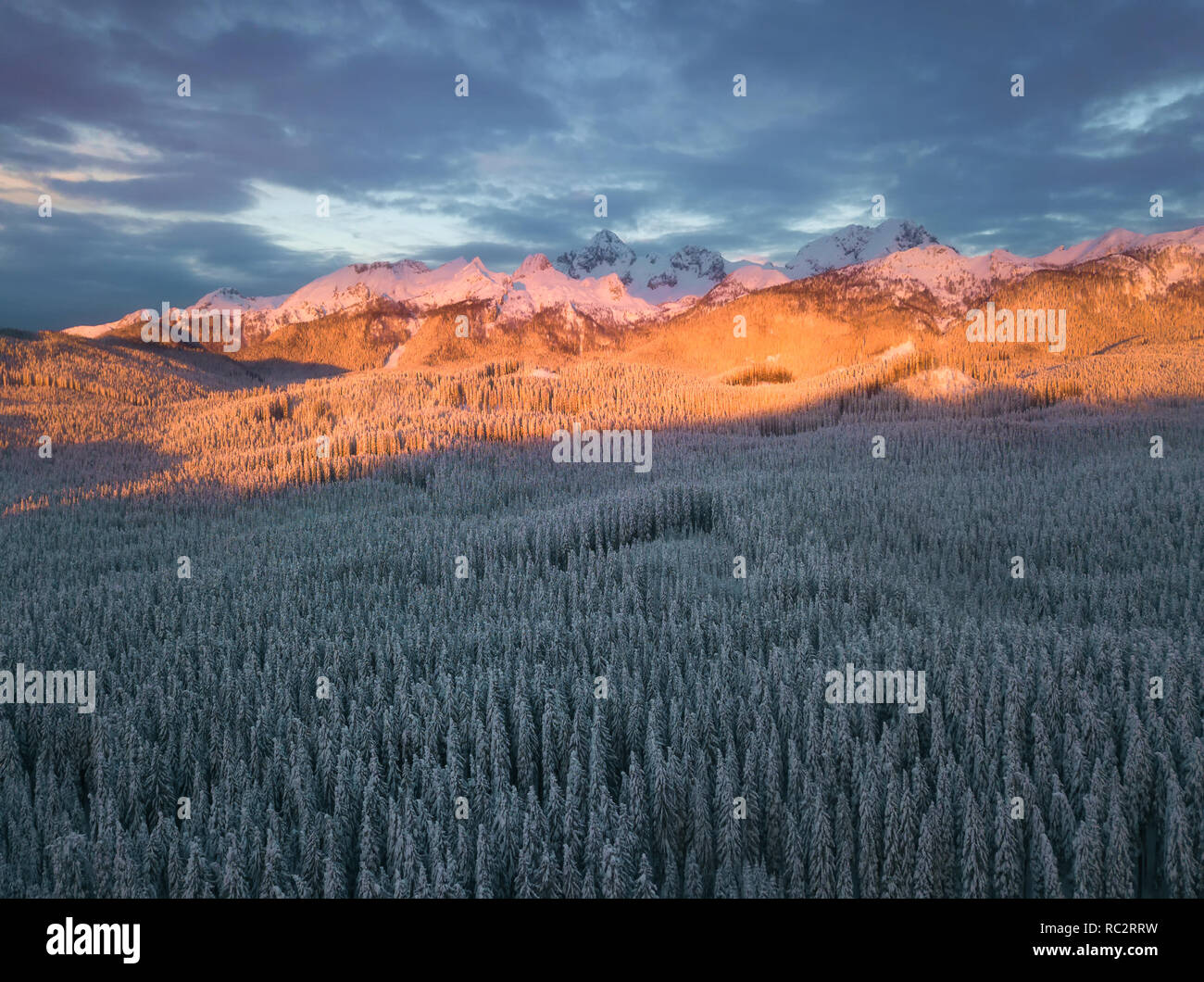 Snow covered winter forest landscape aerial view with pines and ...