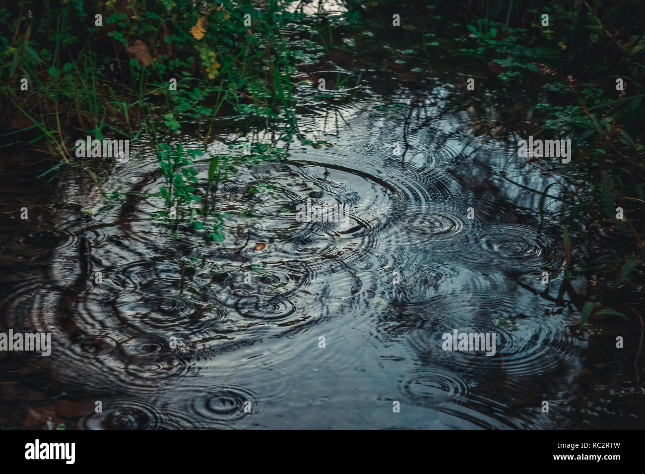 Rain drops rippling in a puddle Stock Photo - Alamy