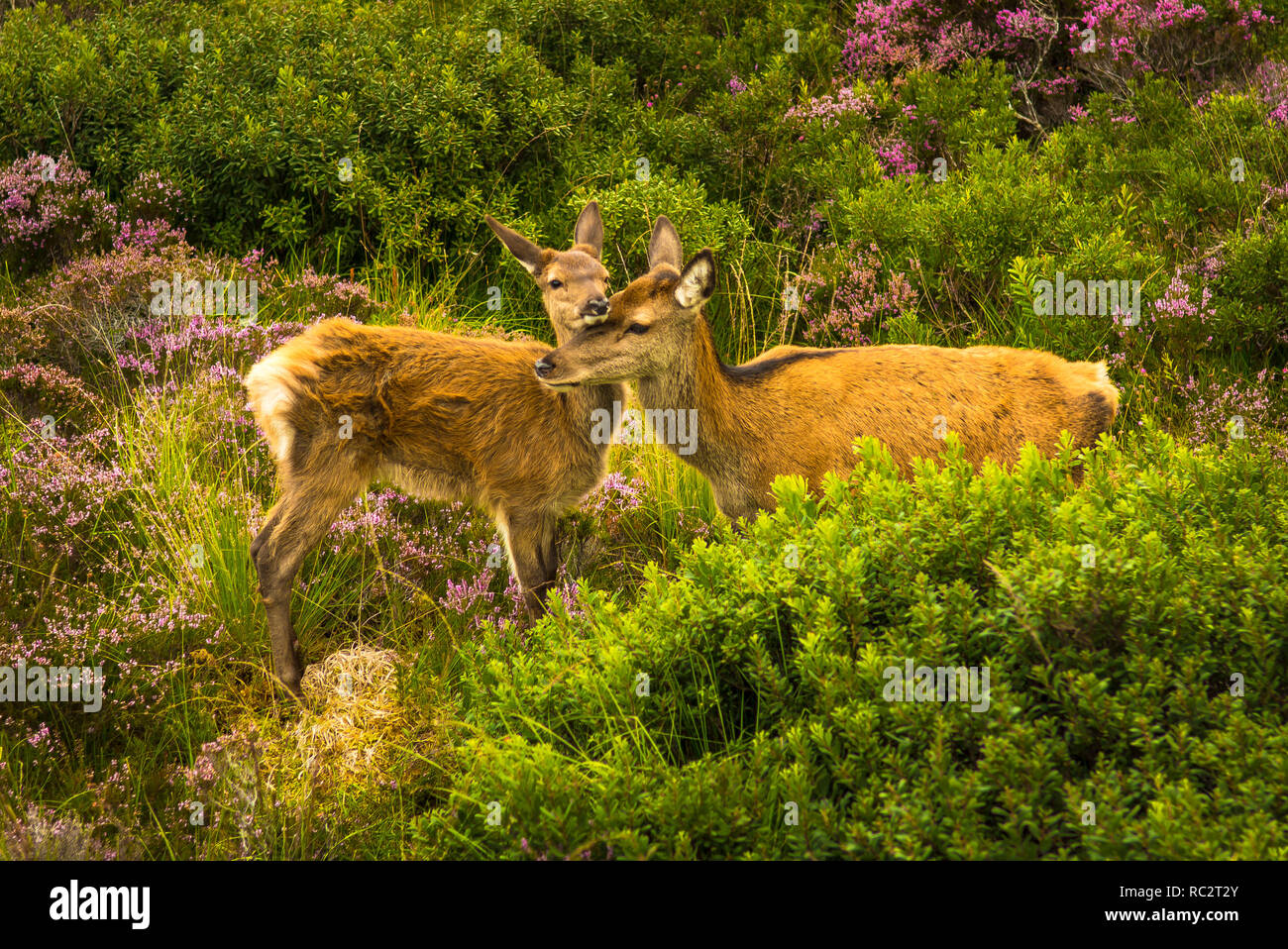 Red deer and calf scotland hi-res stock photography and images - Alamy