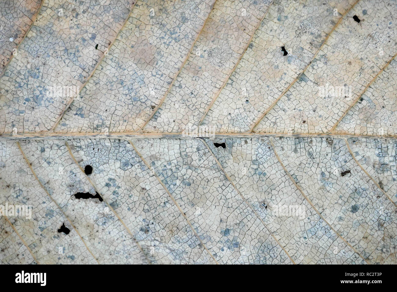 Grunge texture of the old leaf background Stock Photo - Alamy