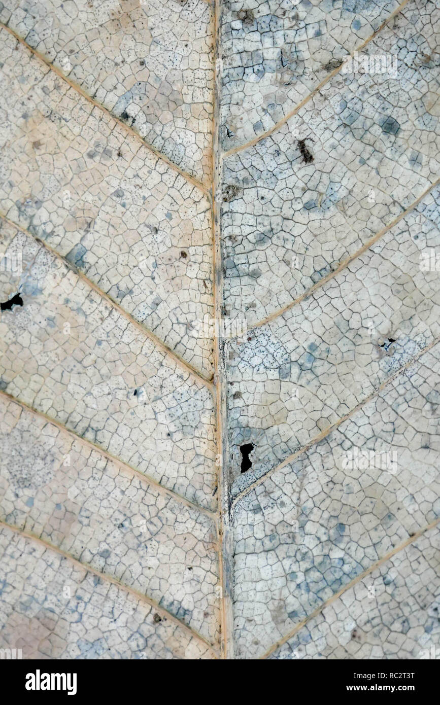 Grunge texture of the old leaf background Stock Photo - Alamy