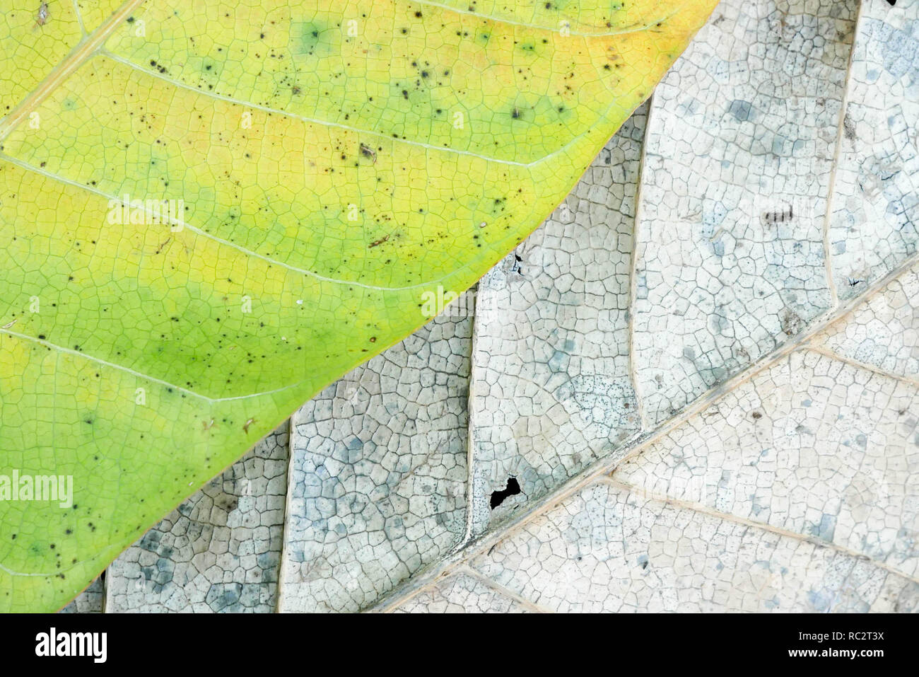 Grunge texture of the old leaf background Stock Photo - Alamy