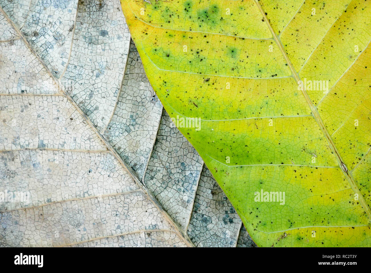Grunge texture of the old leaf background Stock Photo - Alamy