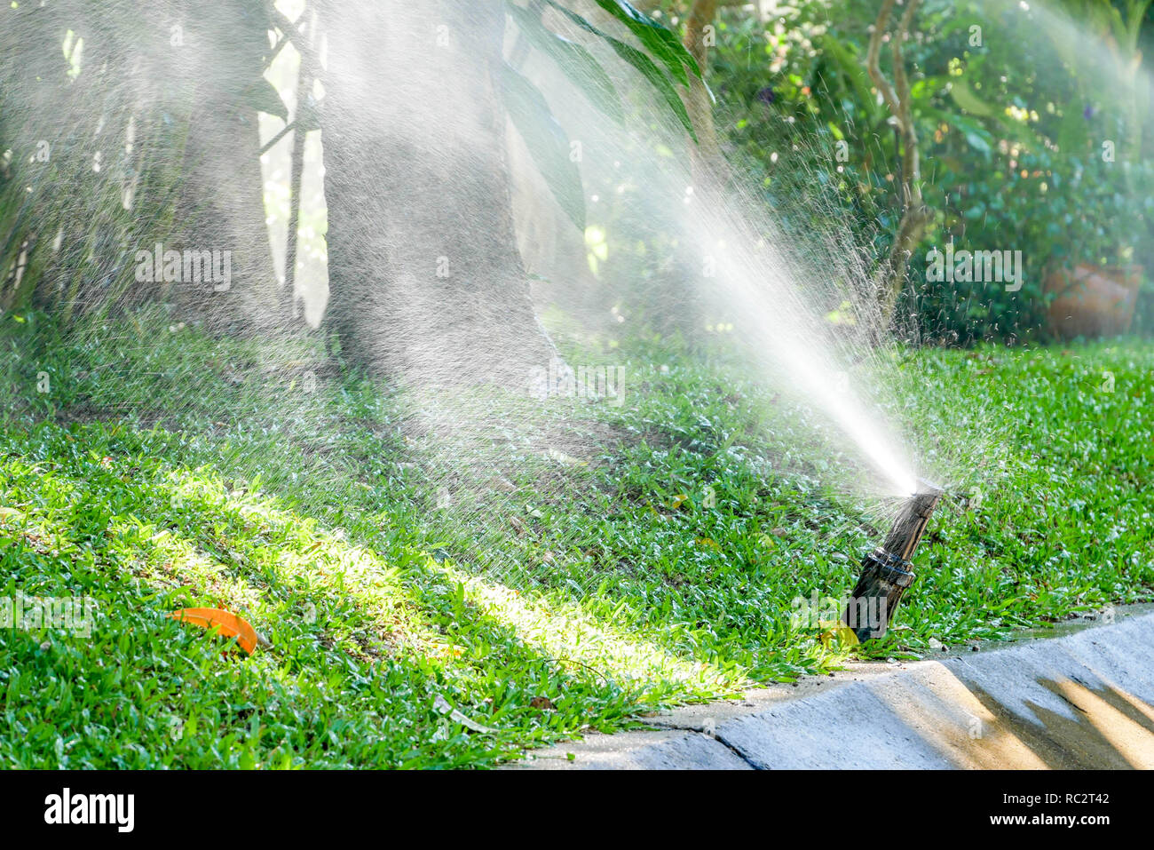 Springer water tree hi-res stock photography and images - Alamy