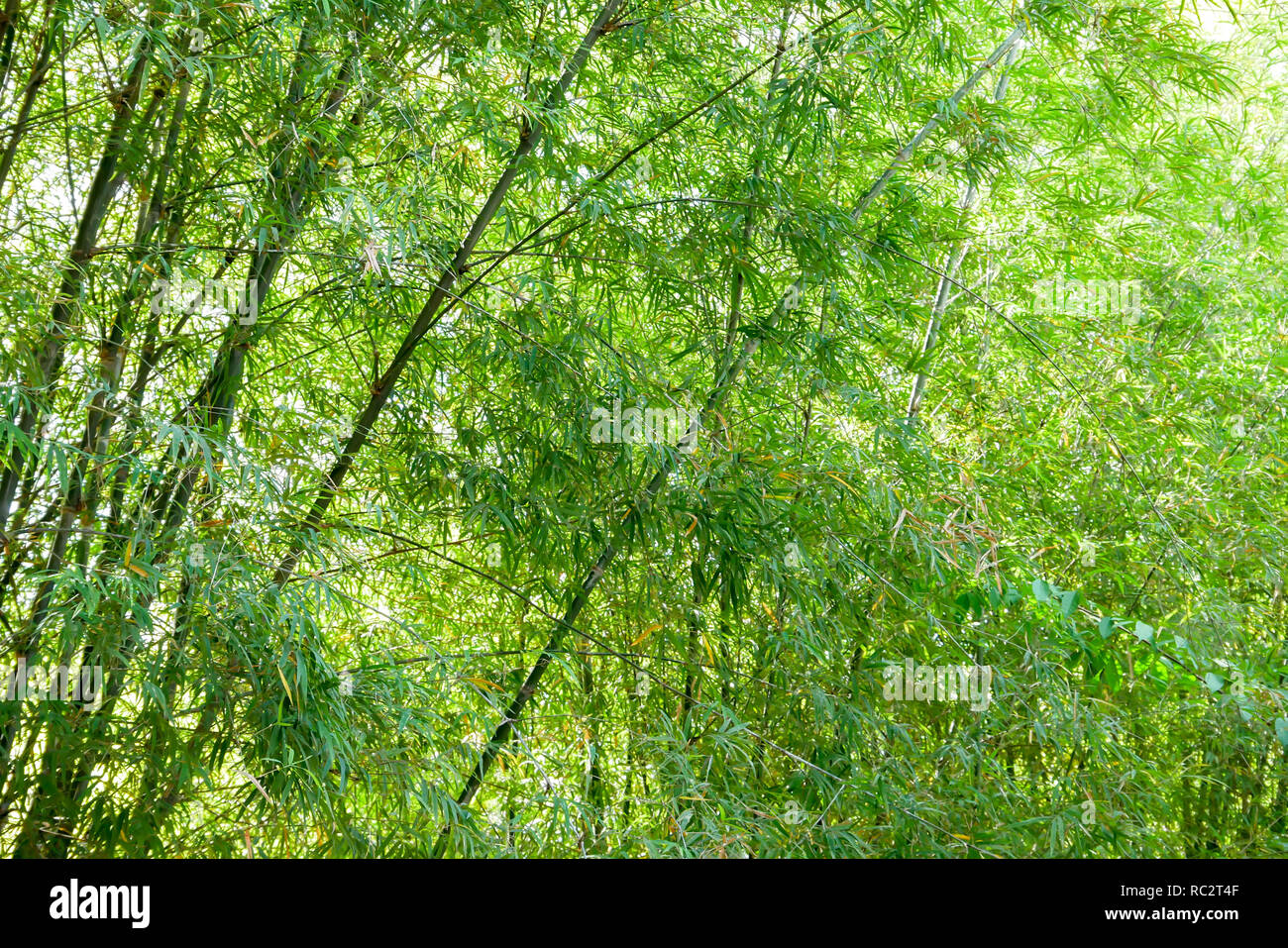background texture green bamboo tree Stock Photo - Alamy
