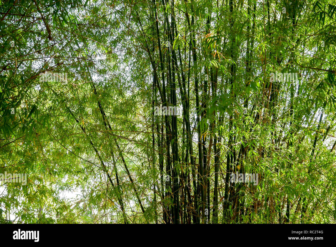 background texture green bamboo tree Stock Photo - Alamy