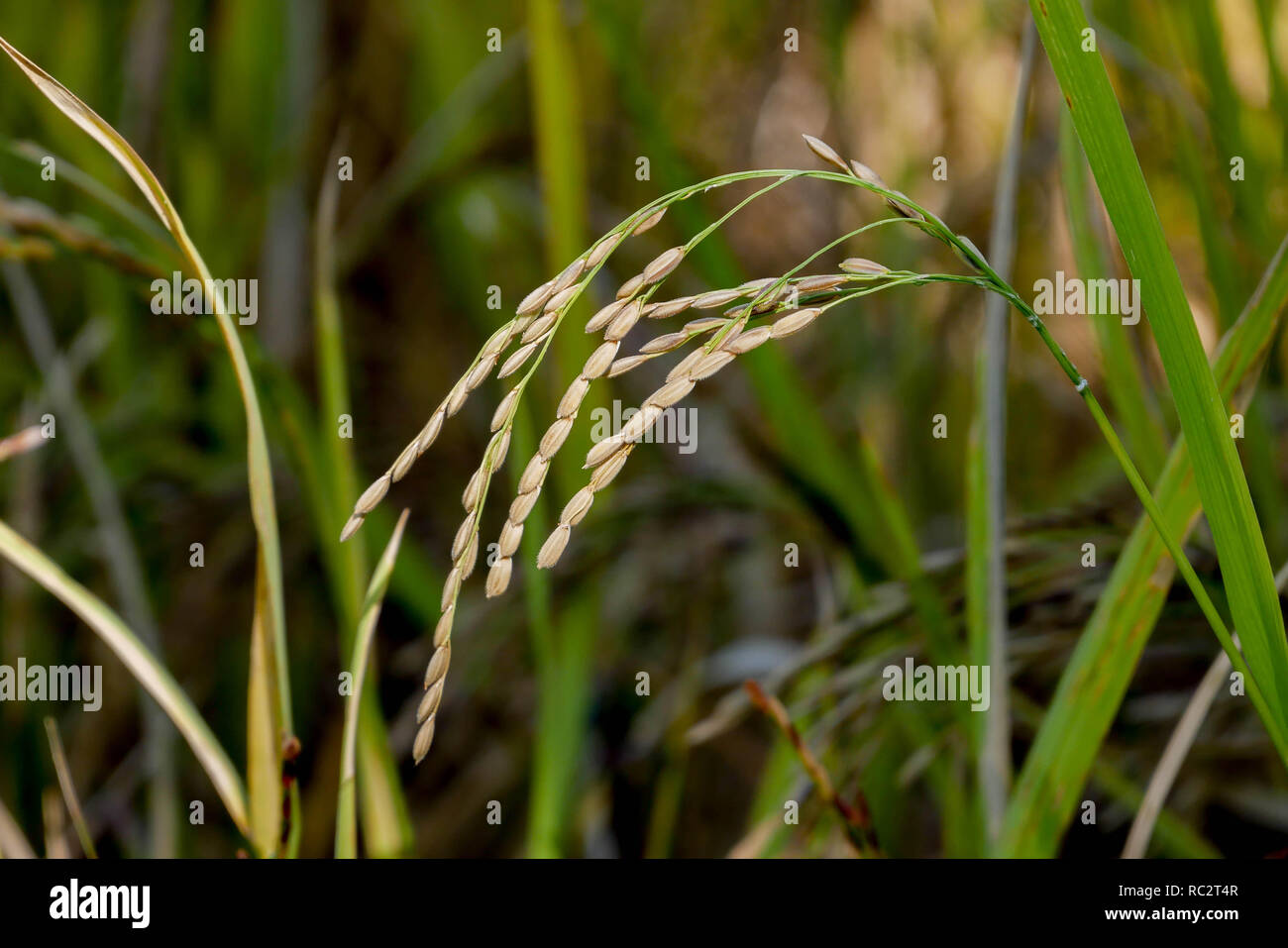 Green ear of rice in paddy rice field Stock Photo - Alamy