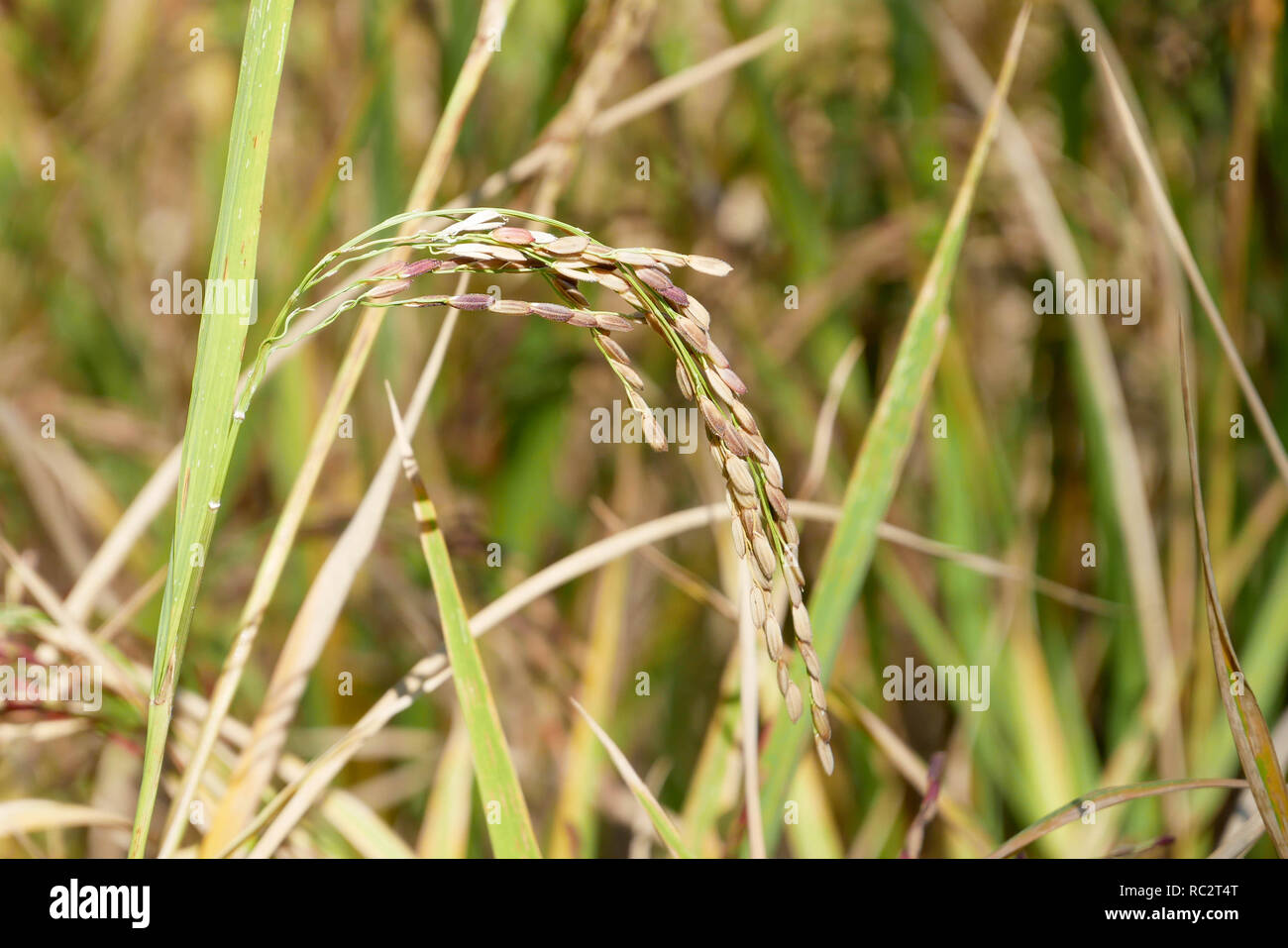 Green ear of rice in paddy rice field Stock Photo - Alamy
