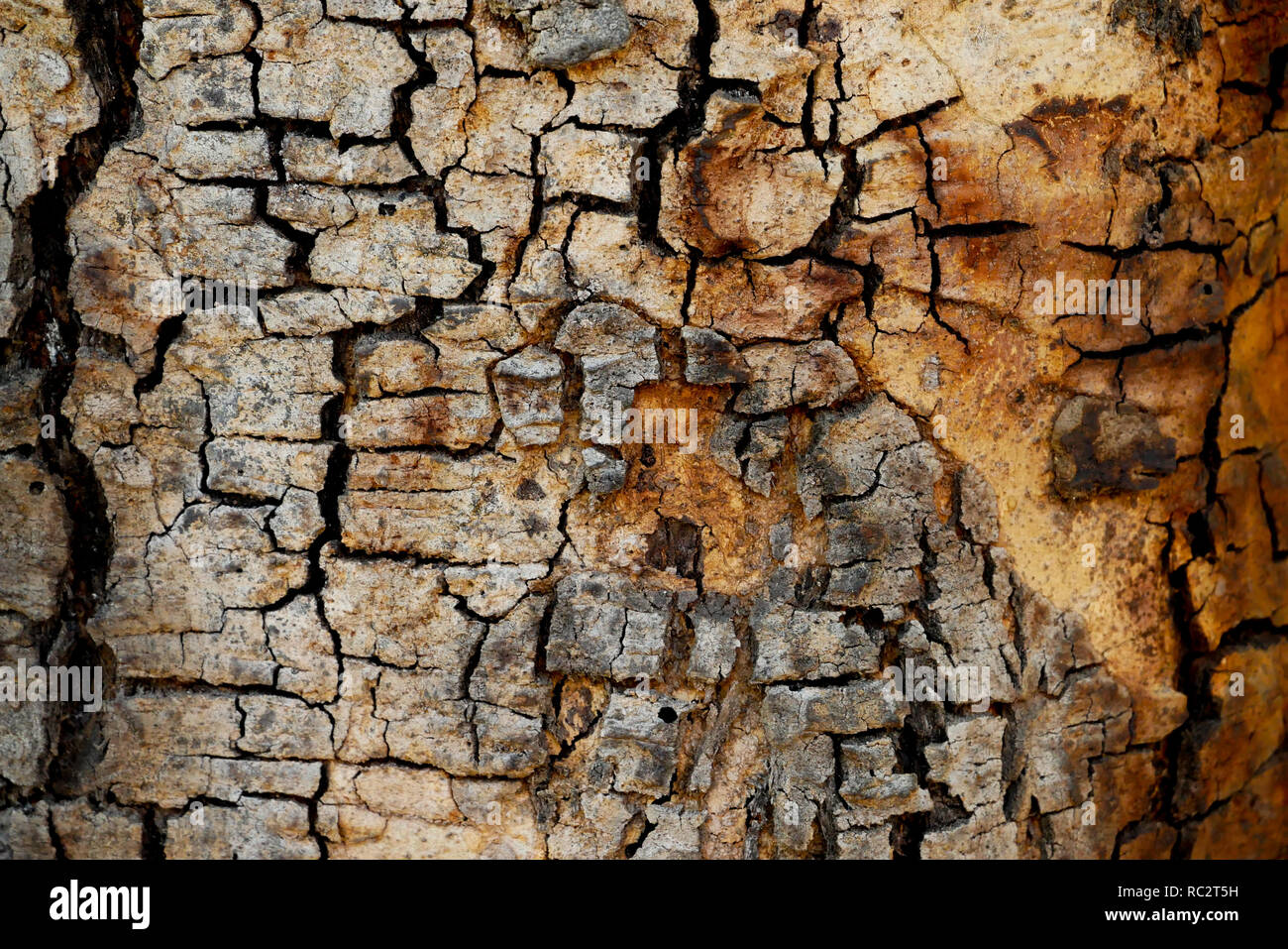 Tree bark wood texture abstract background Stock Photo - Alamy