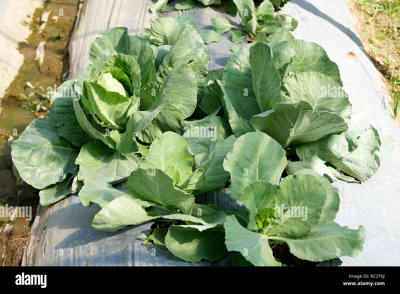 gardening Vegetable farming, organic cabbage cultivation Stock Photo ...