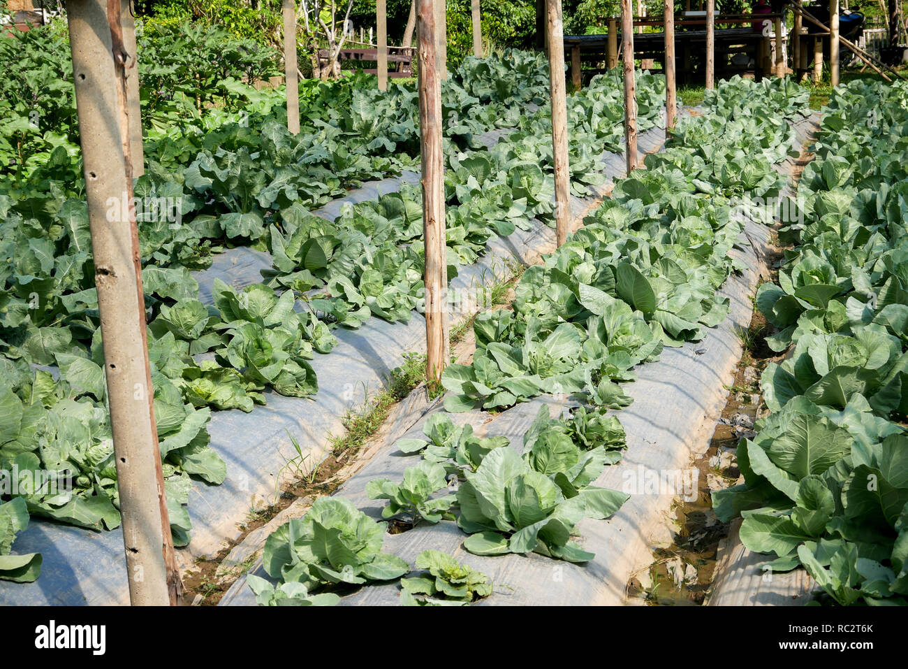 gardening Vegetable farming, organic cabbage cultivation Stock Photo ...