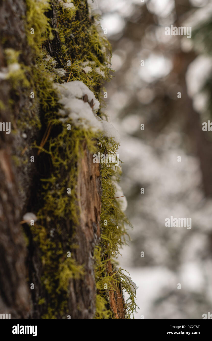 Green moss on bark Stock Photo - Alamy