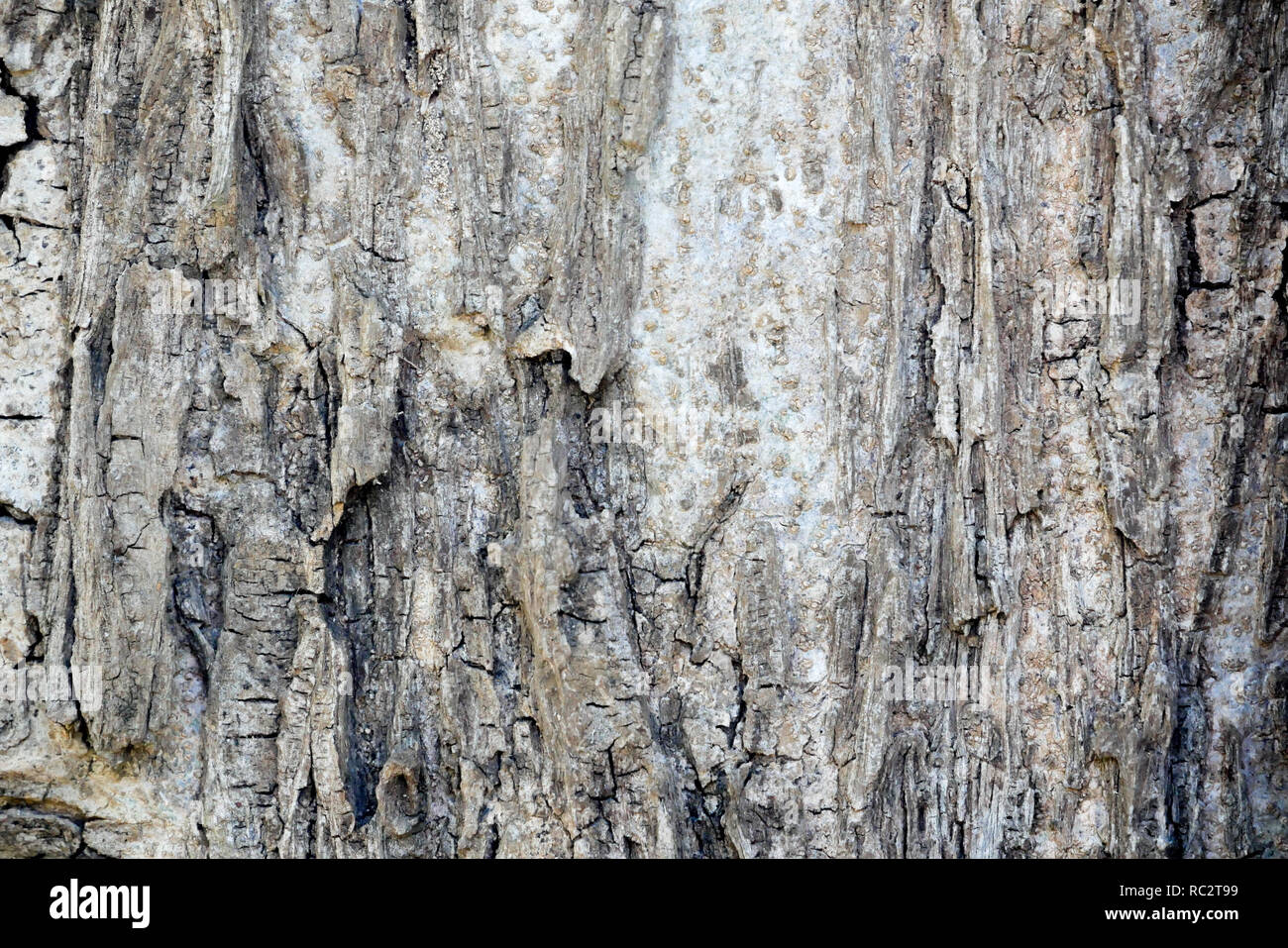 Tree bark wood texture abstract background Stock Photo - Alamy