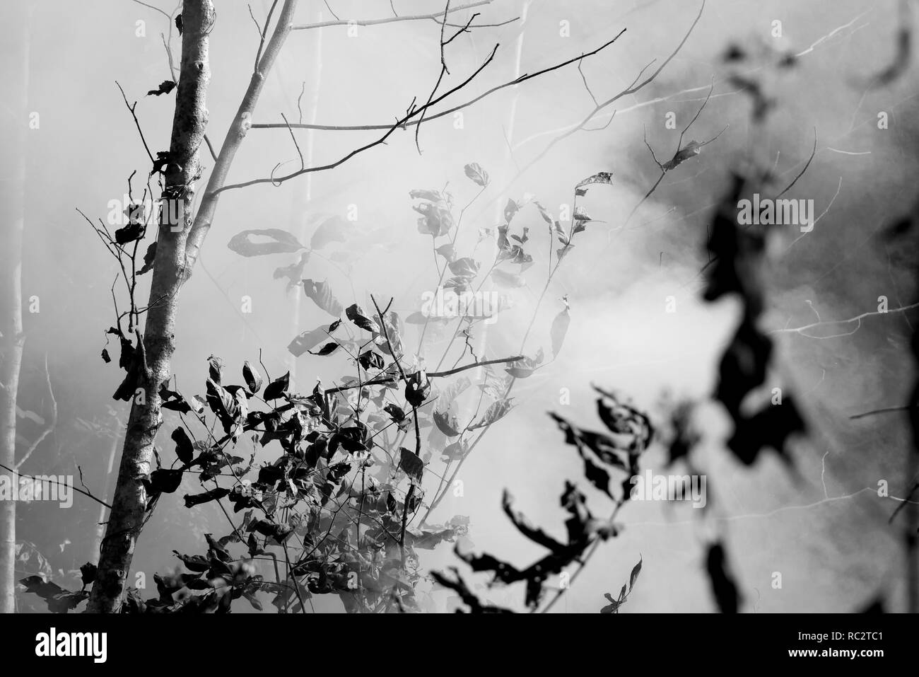 smoke prairie fire. Dry grass blazes among bushes destruction of ...