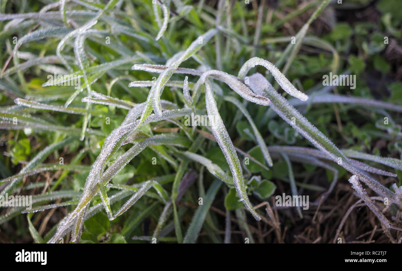 macro photograph of iced grass leaves Stock Photo - Alamy