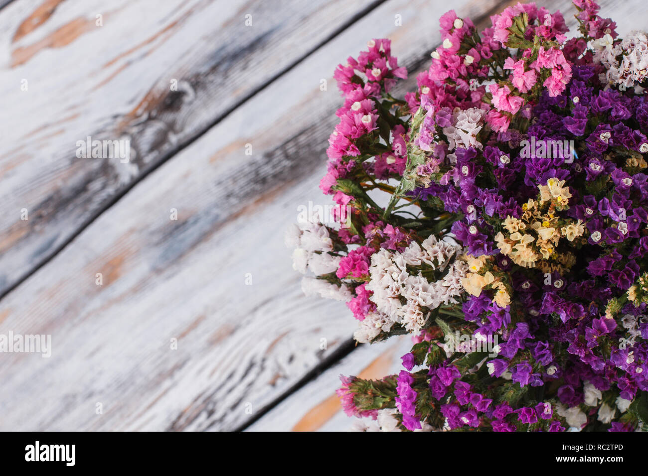 Mixed larkspur hi-res stock photography and images - Alamy