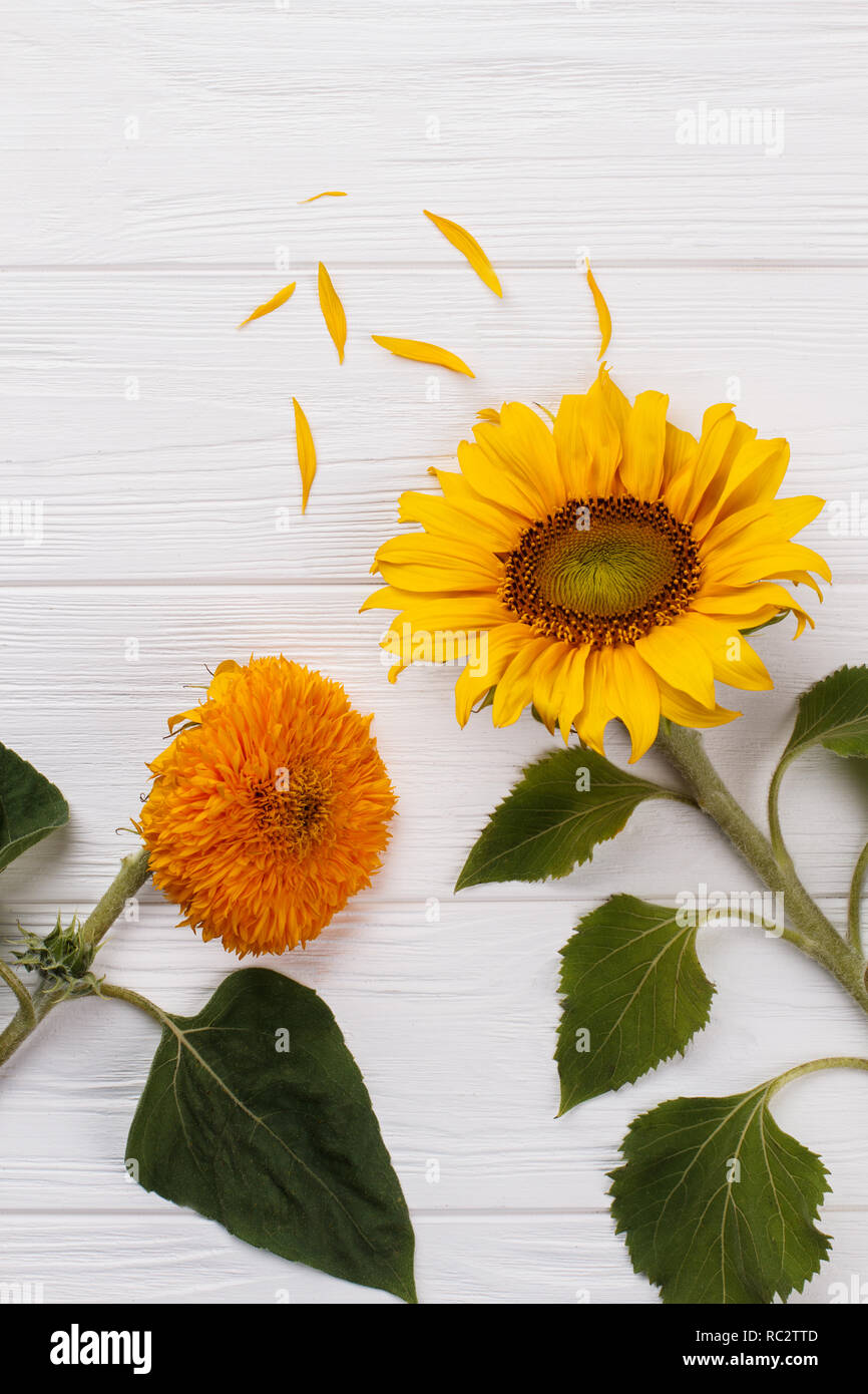 Baby and sunflower hi-res stock photography and images - Alamy