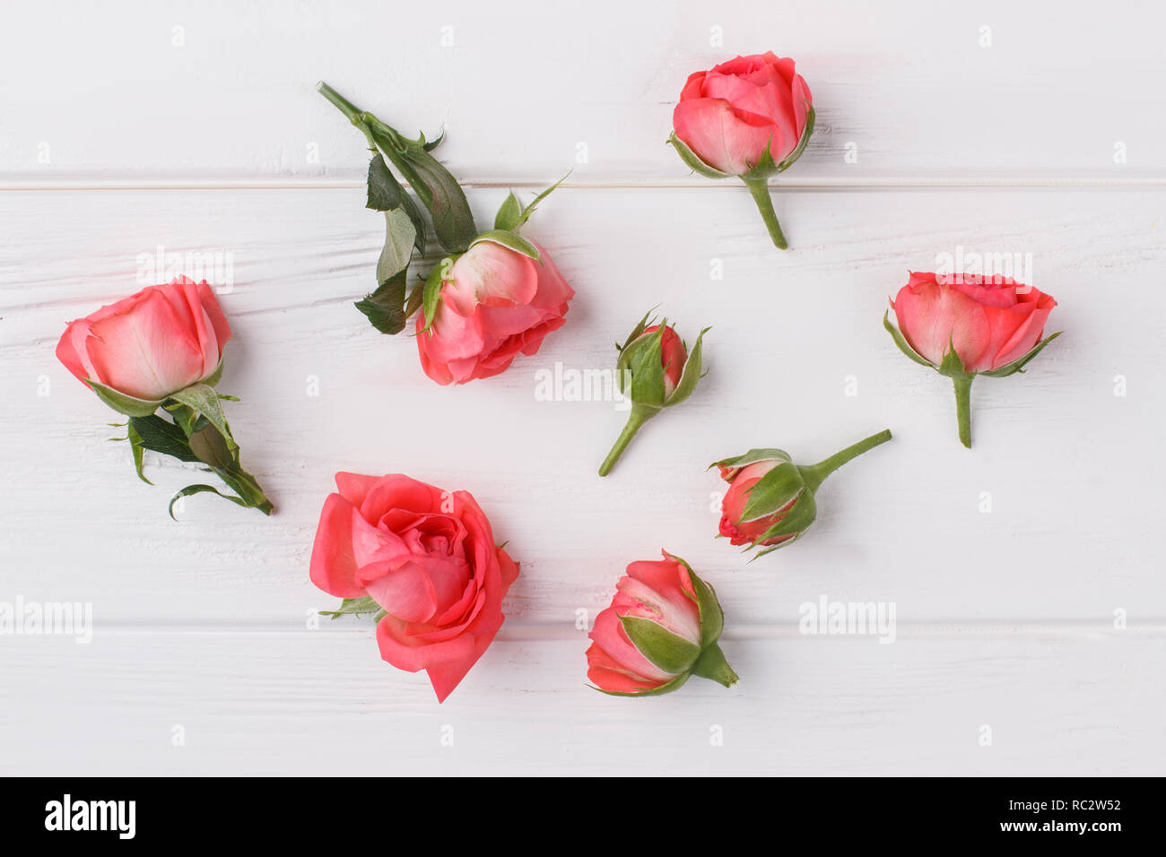 Red roses scattered on white hi-res stock photography and images - Alamy
