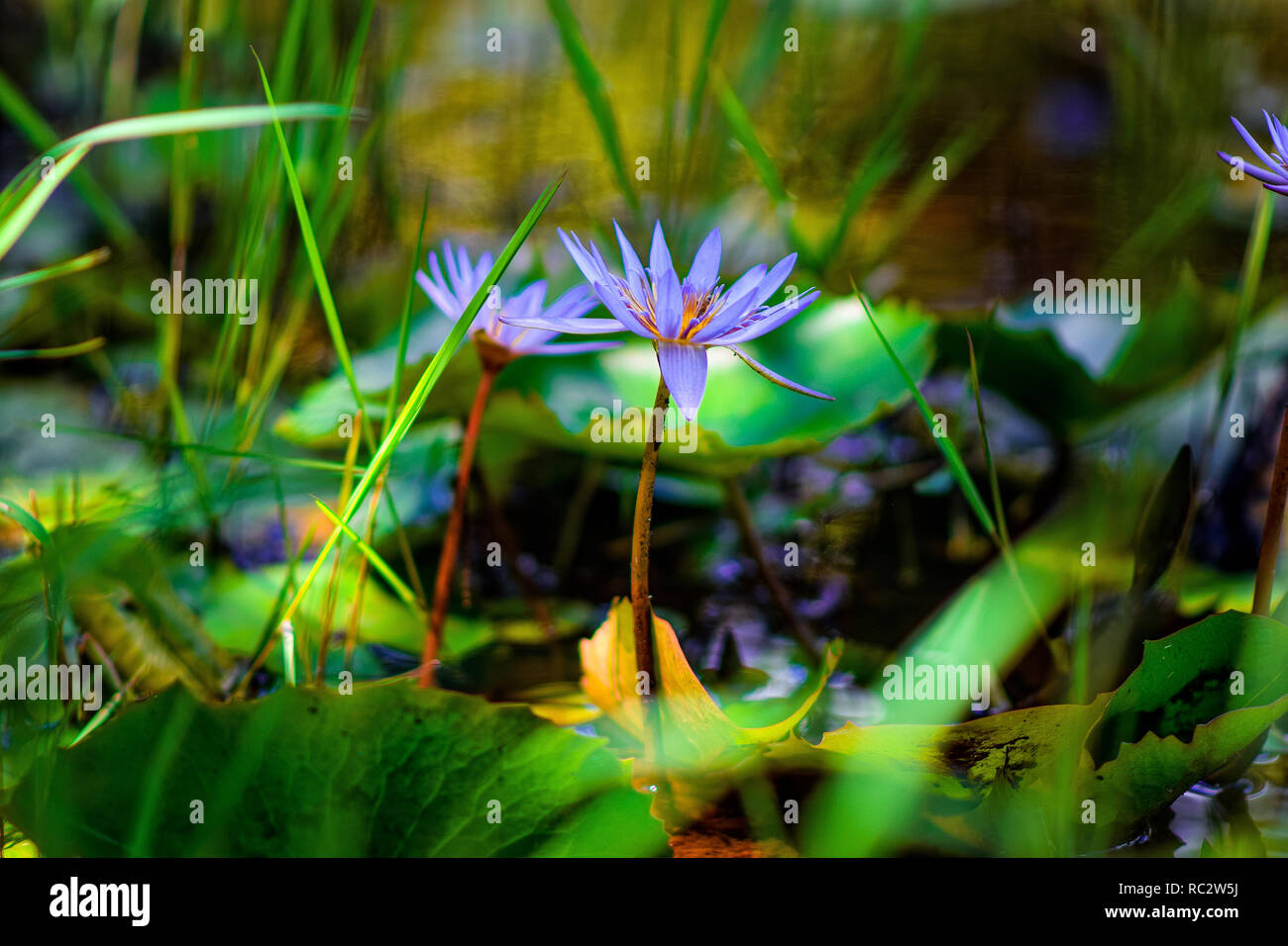 Photo of lotus flower hi-res stock photography and images - Alamy