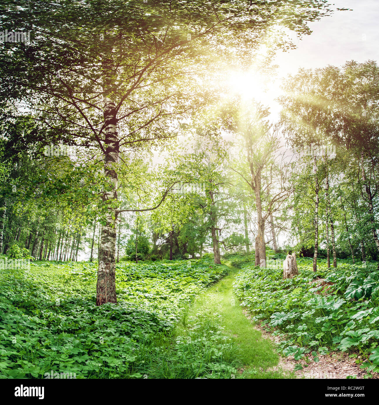 Summer park panorama Stock Photo - Alamy