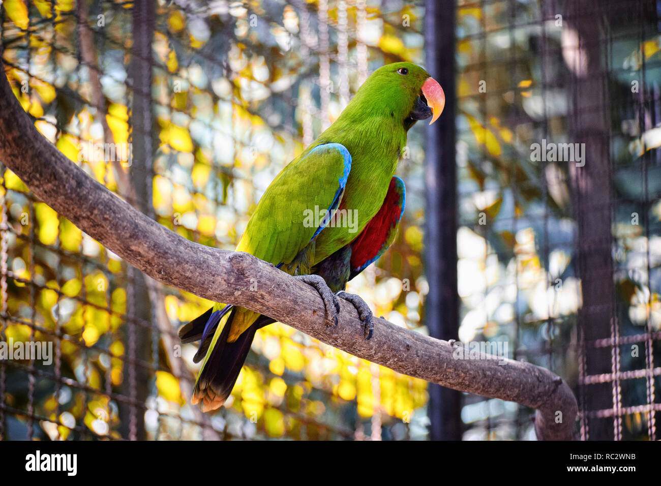 Parrot zoom hi-res stock photography and images - Alamy