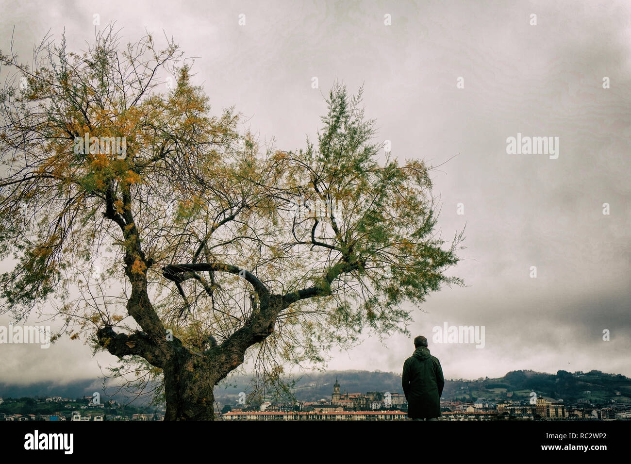 man looking at the landscape next to a large tree Stock Photo - Alamy