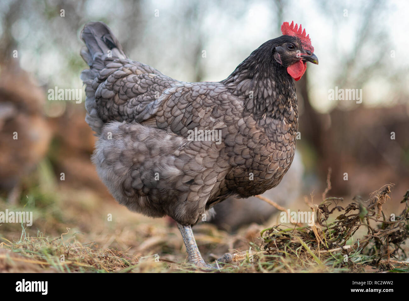 free range hens in a traditional organic poultry farm Stock Photo - Alamy