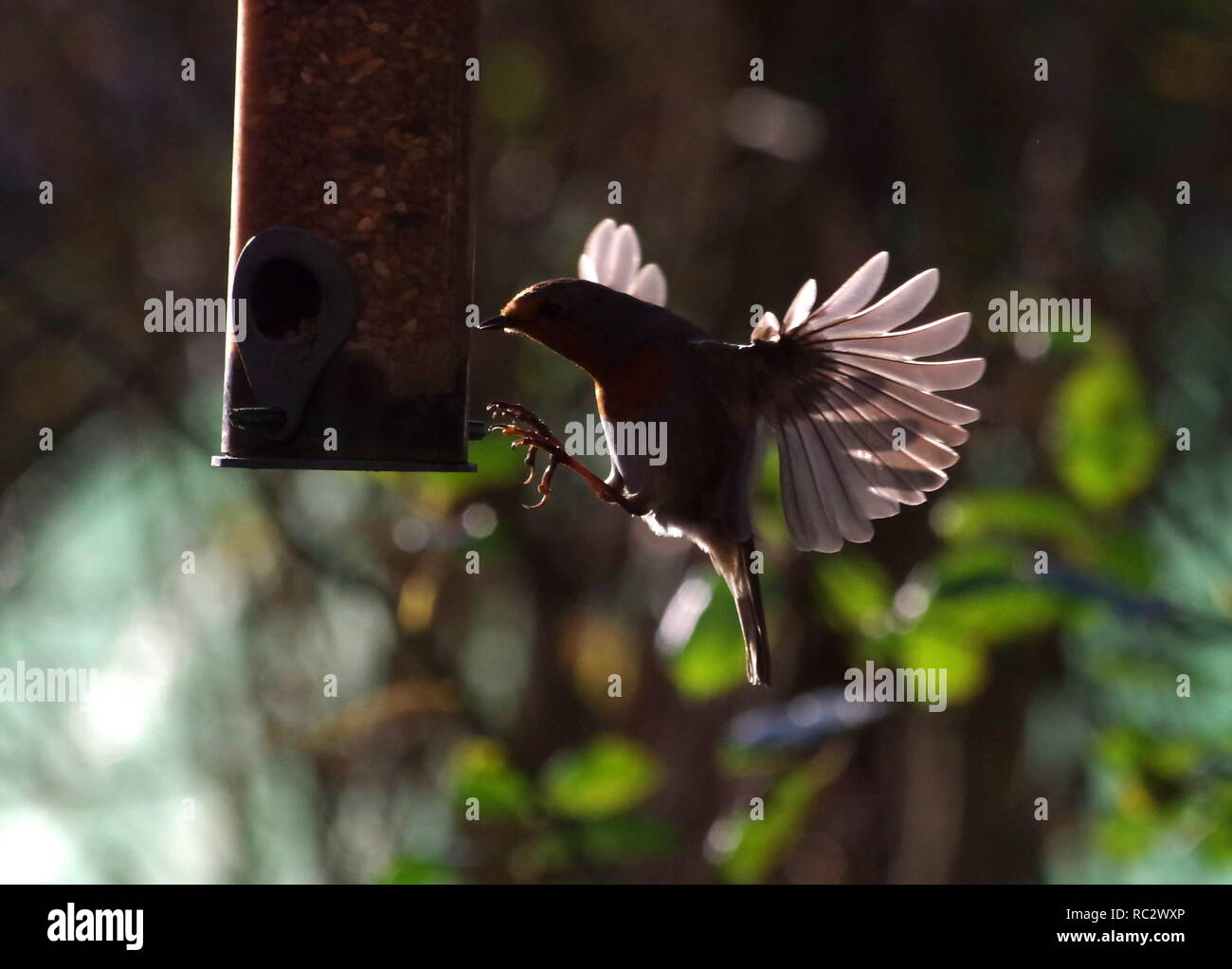 Robin landing on bird feeder Stock Photo - Alamy