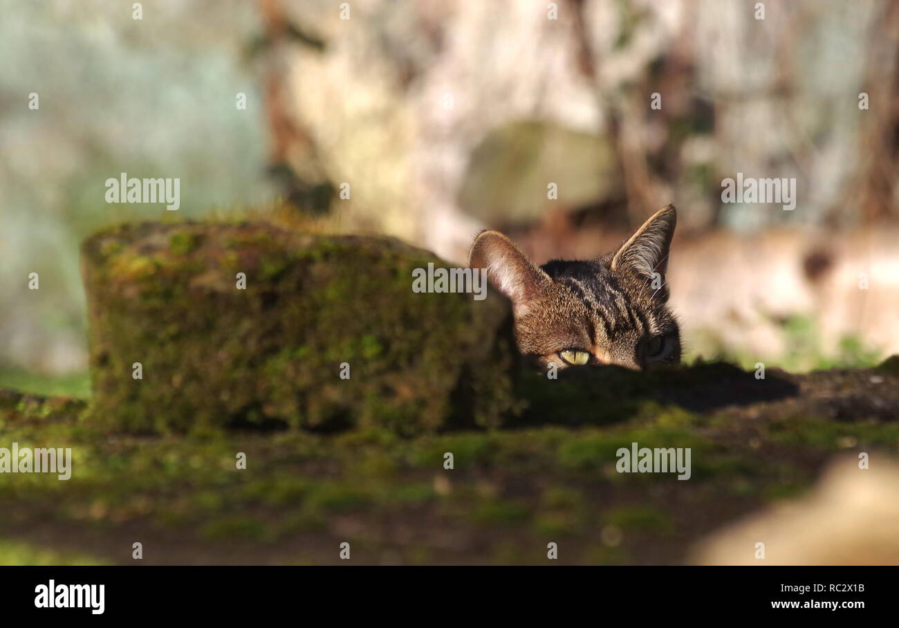 Tabby cat hiding behind rock Stock Photo - Alamy
