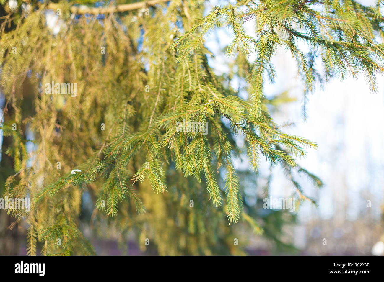 Solid fir hi-res stock photography and images - Alamy