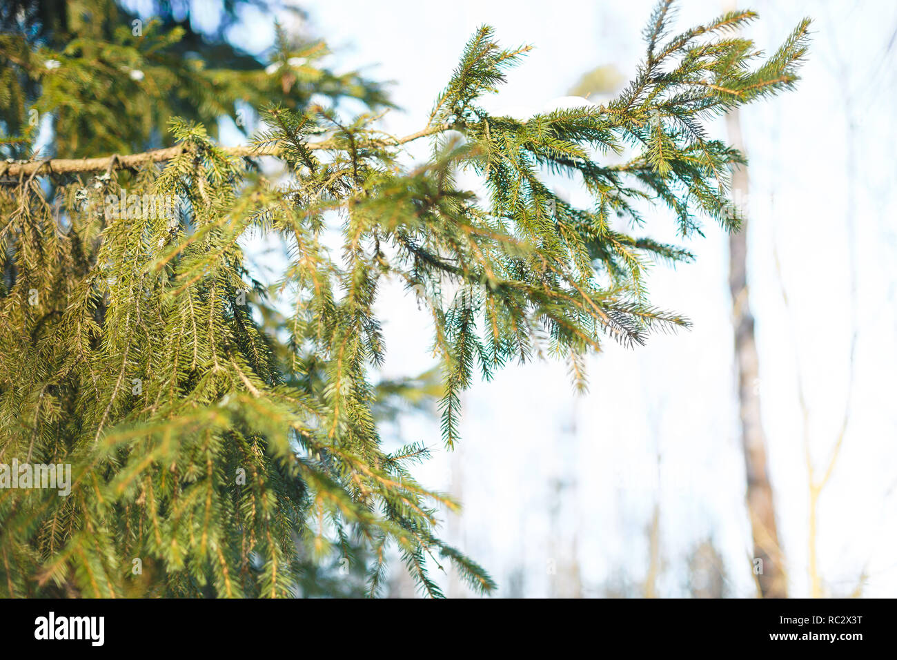 Solid fir hi-res stock photography and images - Alamy