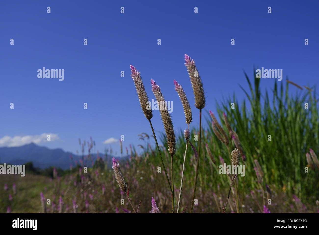 Celosia caracas – the cockscomb flower in nature against blue sky ...