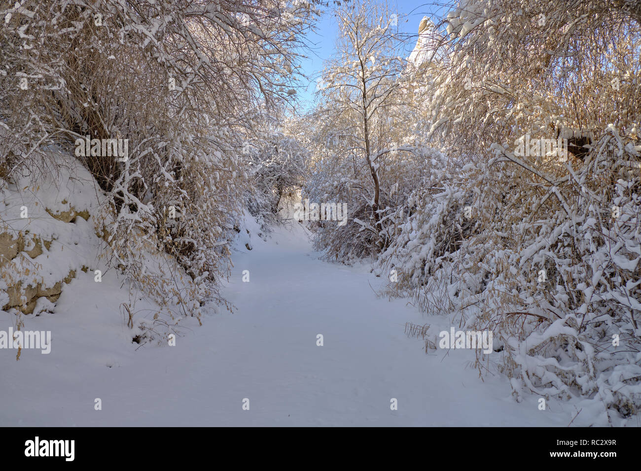 Valley of pigeons path following a heavy snow fall. Bush and trees ...