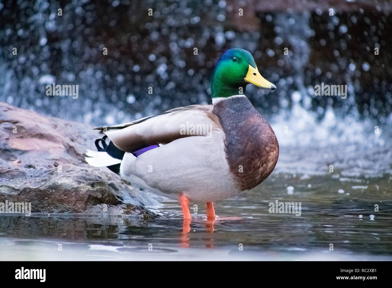 Duck in front of waterfall hi-res stock photography and images - Alamy