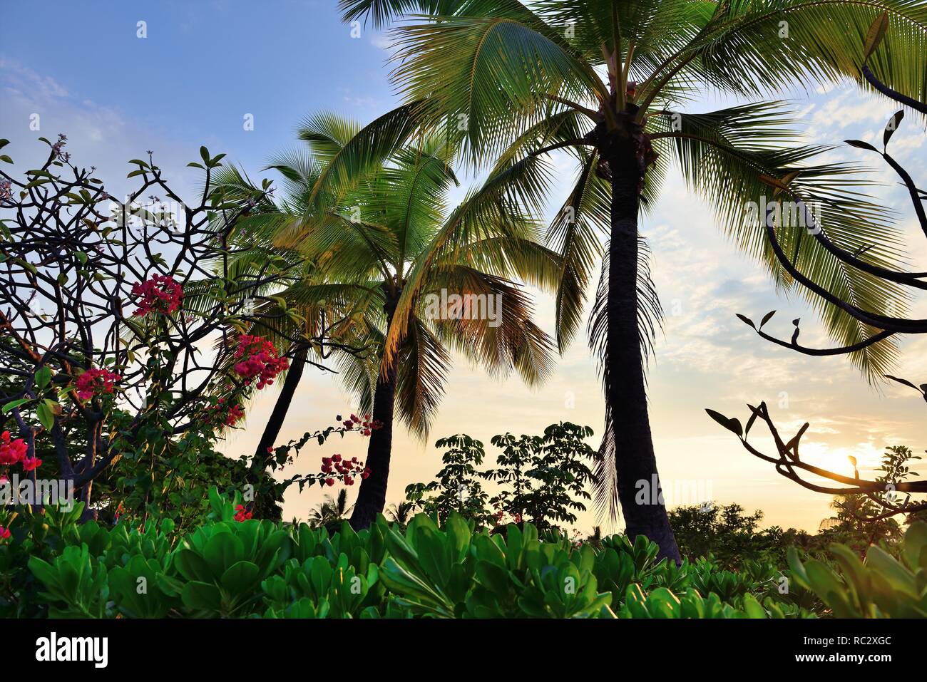 beautiful tropical sunset in Hawaii Big Island Stock Photo - Alamy