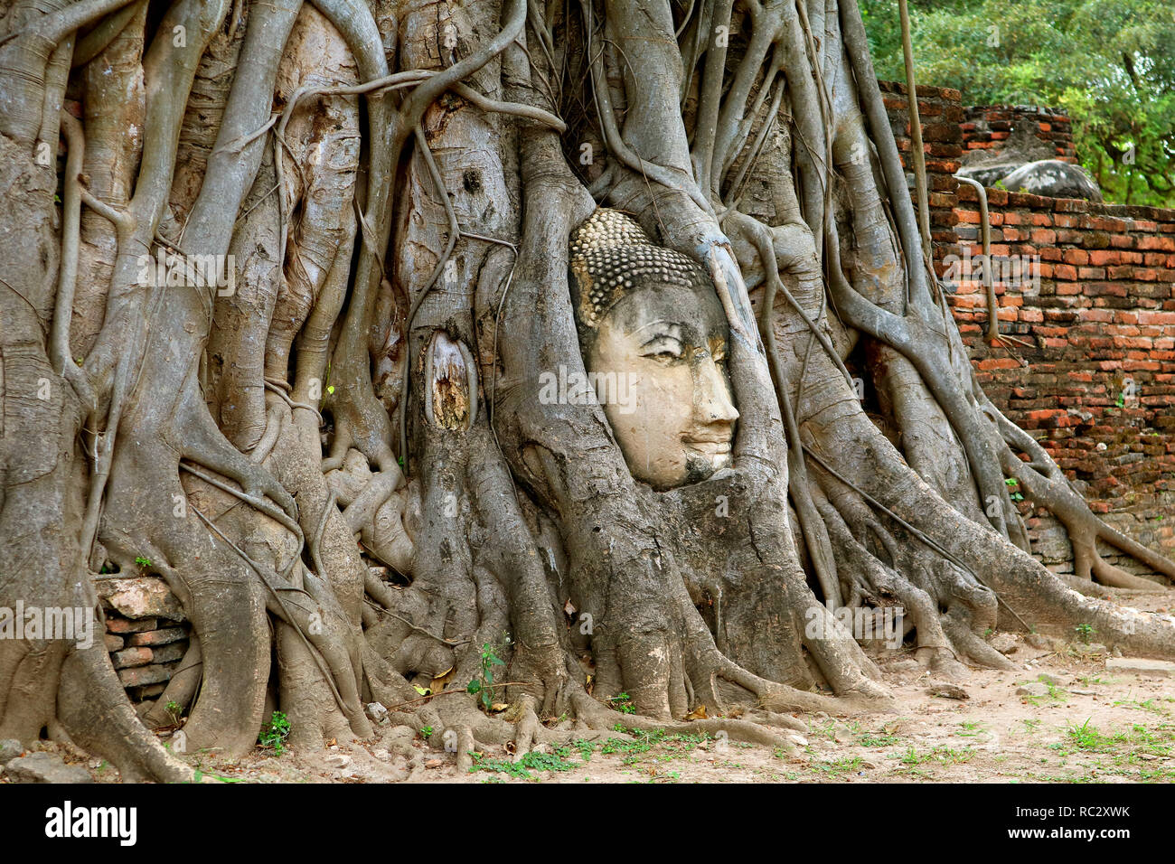 Head of the Buddha Image in the Bodhi Tree Roots, Wat Mahathat Ancient ...