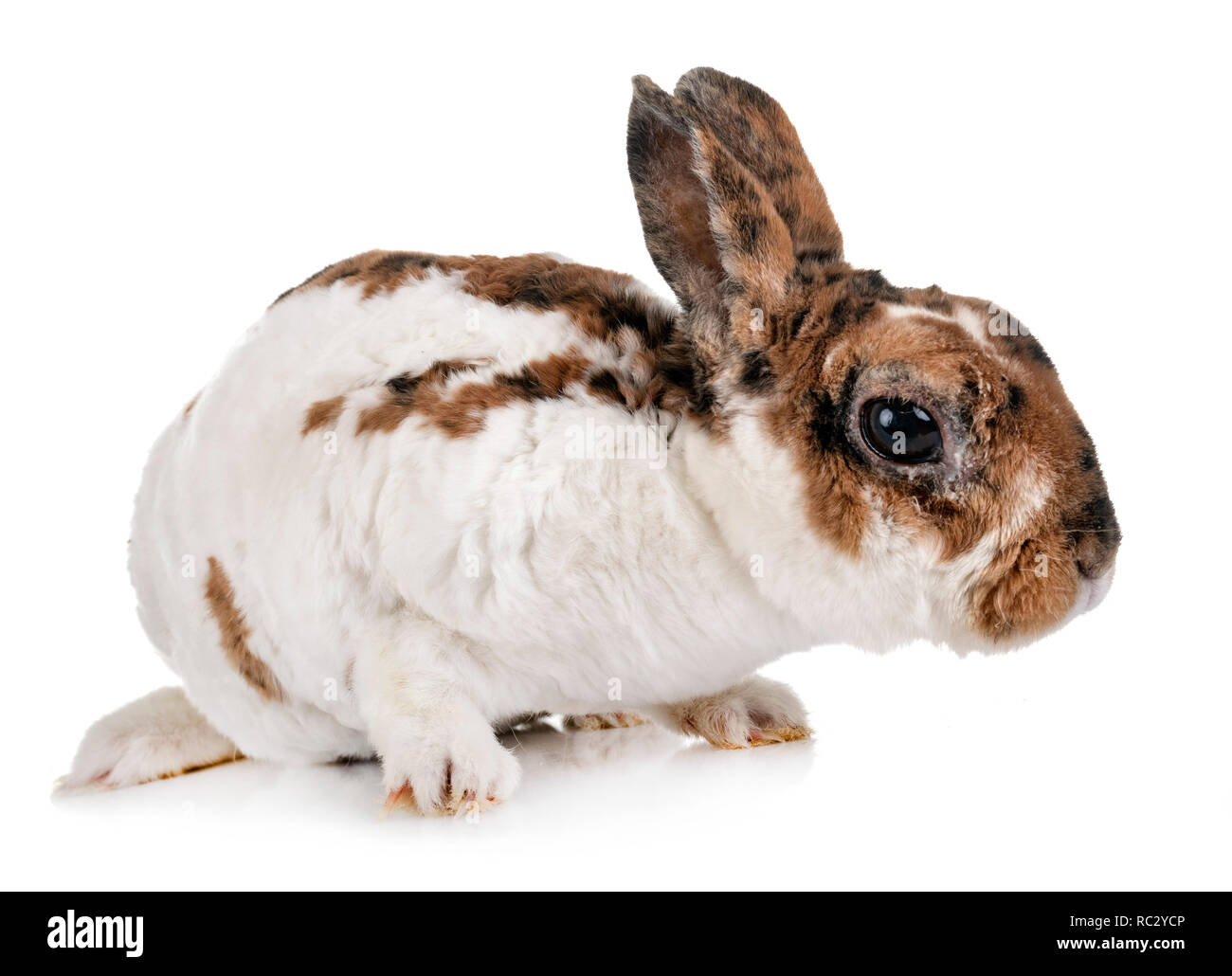 miniature Rex rabbit in front of white background Stock Photo - Alamy