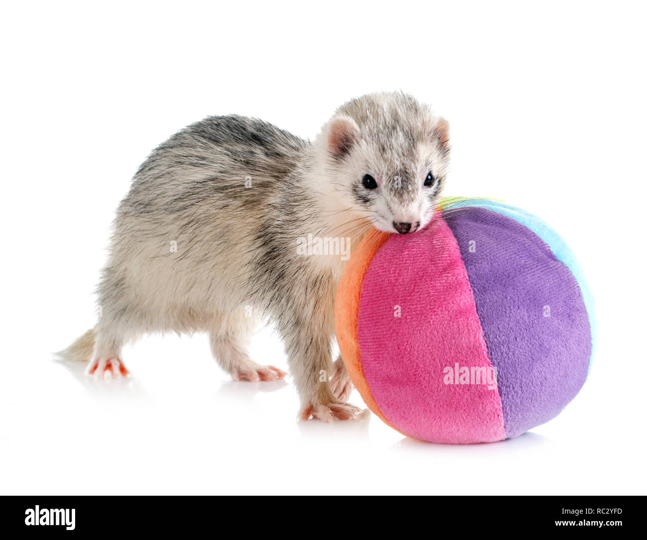 gray ferret in front of white background Stock Photo - Alamy