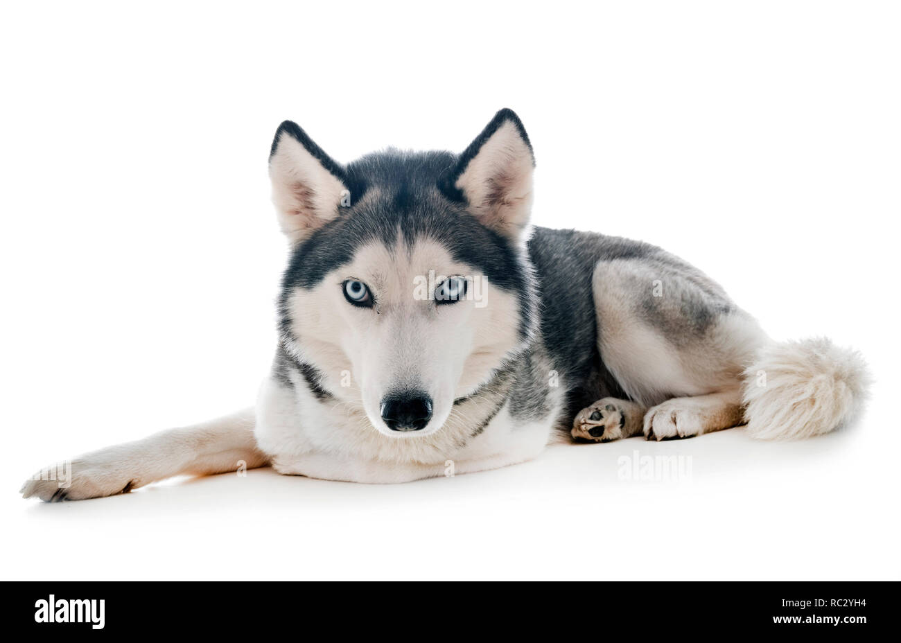 siberian husky in front of white background Stock Photo - Alamy